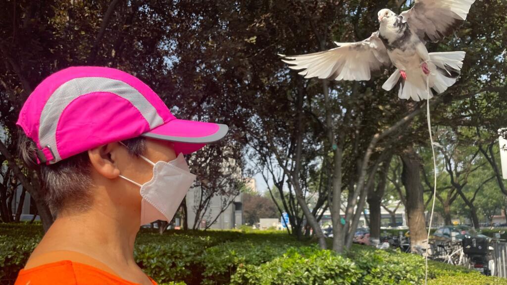 Chine: à Pékin, pigeons en laisse et drones interdits pour le XXe congrès du PCC - Reportage ...